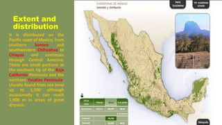 Mexican Ecosystem | PPTX