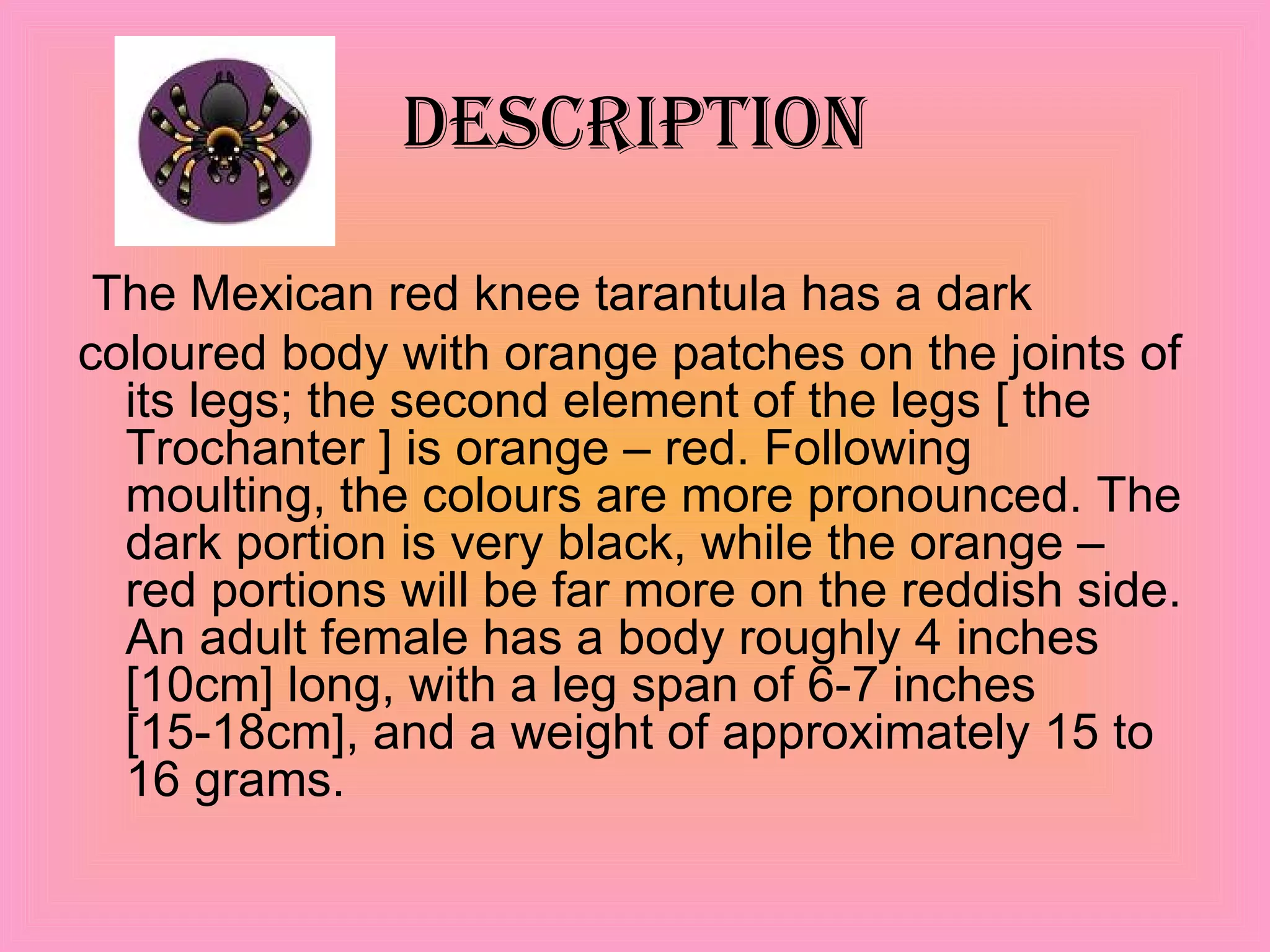 Mexican Red Knee Tarantula Presentation Georgia | PPT