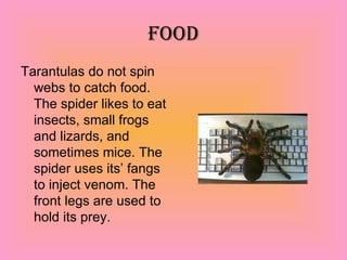 Mexican Red Knee Tarantula Presentation Georgia | PPT