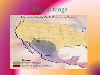 Mexican wolf by Emily R. | PPTX