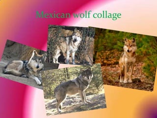 Mexican wolf by Emily R. | PPTX