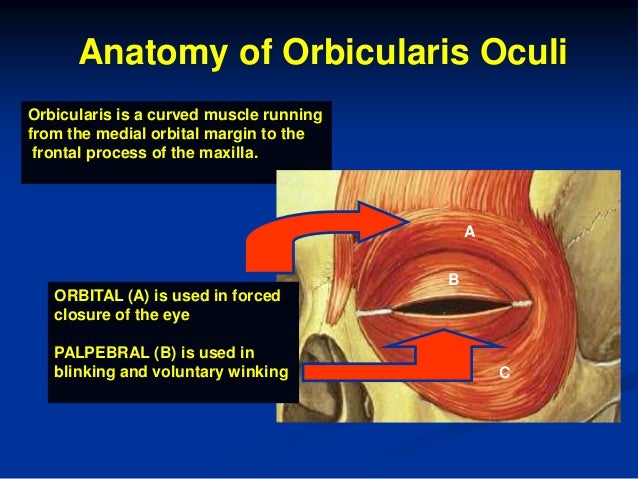 Using Botox for Periorbital Rejuvenation