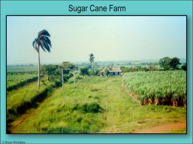 Mexico brazil and cuba | PPT