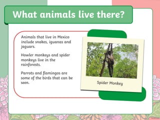 Mexico Infographics and Posters and Display.pdf