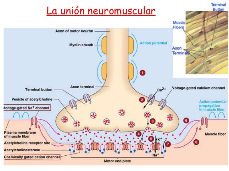 FISIOLOGIA DE TRANSMICION NEUROMUSCULAR Y ACCIONES DE ENFERMERIA