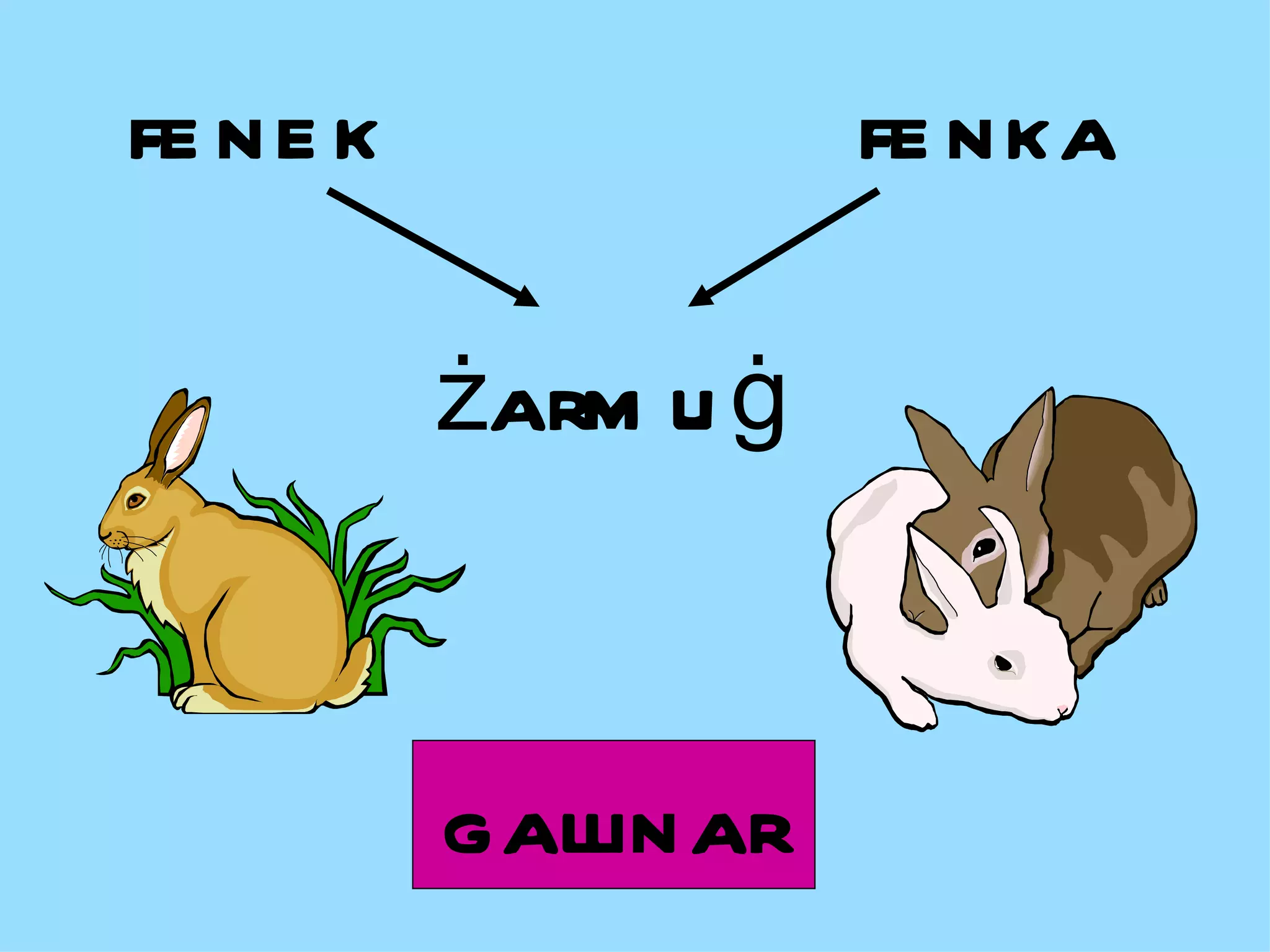 Maskil u Femminil | PPT