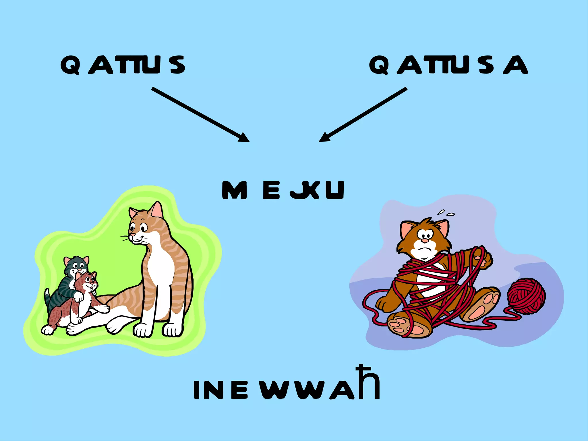 Maskil u Femminil | PPT