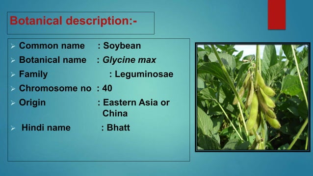 Soyabean | PPTX