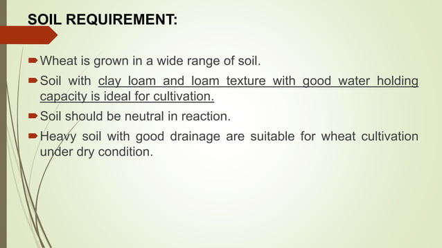 Wheat | PPTX | Agriculture | Industries