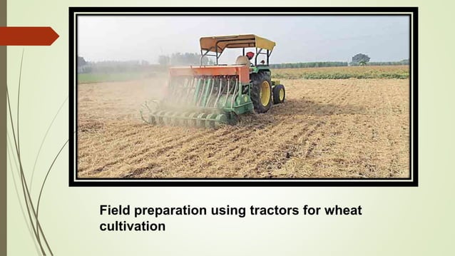 Wheat | PPTX | Agriculture | Industries