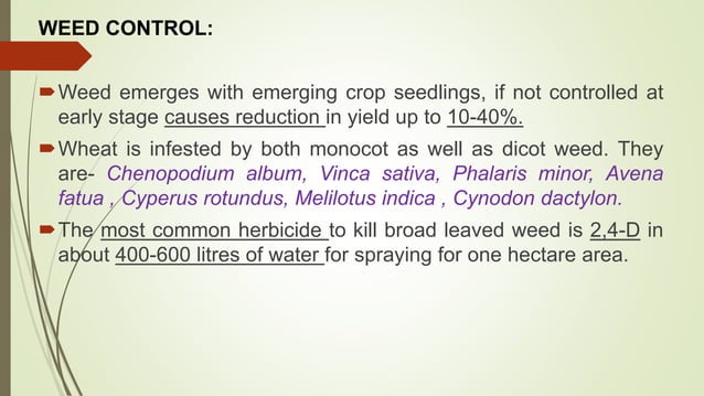 Wheat | PPTX | Agriculture | Industries