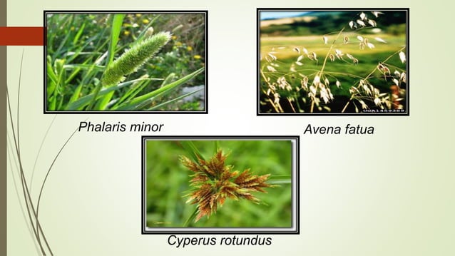 Wheat | PPTX | Agriculture | Industries