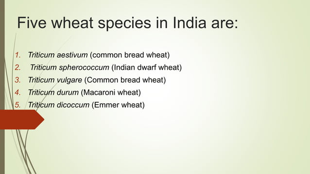 Wheat | PPTX | Agriculture | Industries