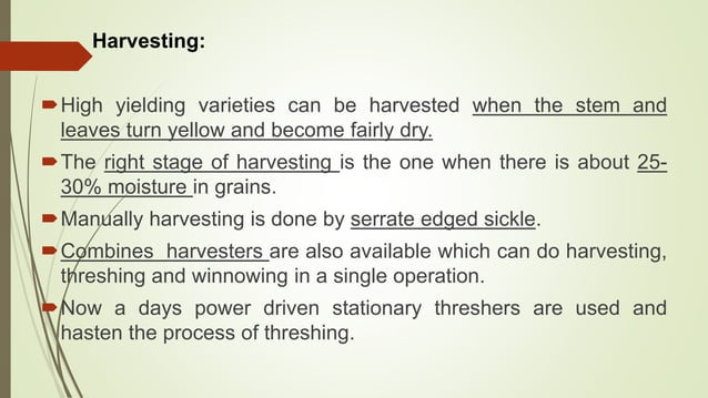 Wheat | PPTX | Agriculture | Industries