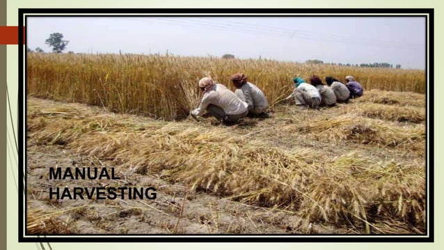 Wheat | PPTX | Agriculture | Industries