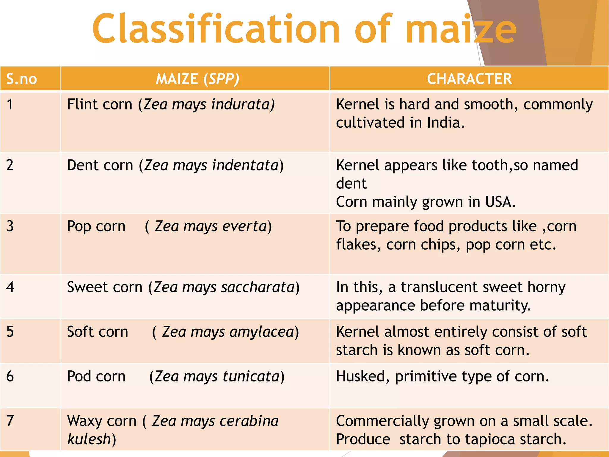 Maize | PPTX