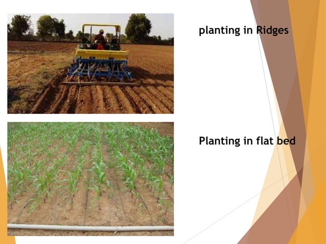 Maize | PPTX | Agriculture | Industries