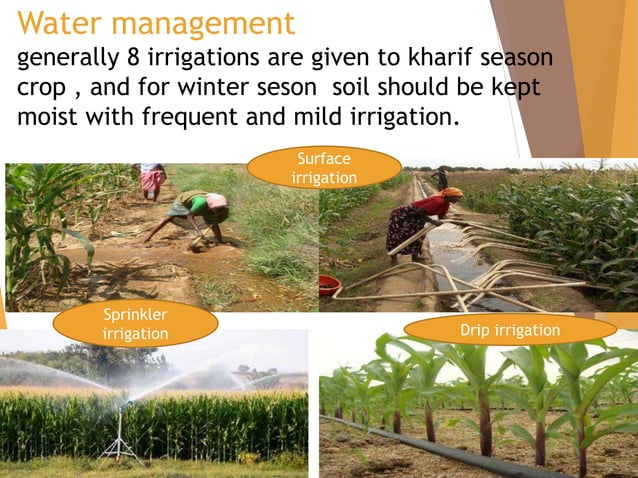 Maize | PPTX | Agriculture | Industries