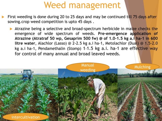 Maize | PPTX | Agriculture | Industries