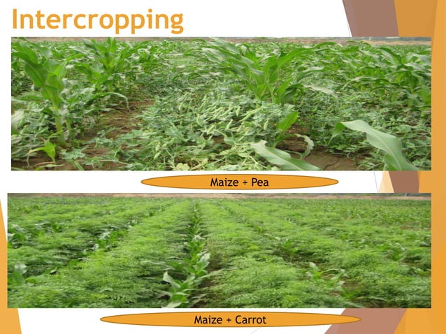 Maize | PPTX | Agriculture | Industries