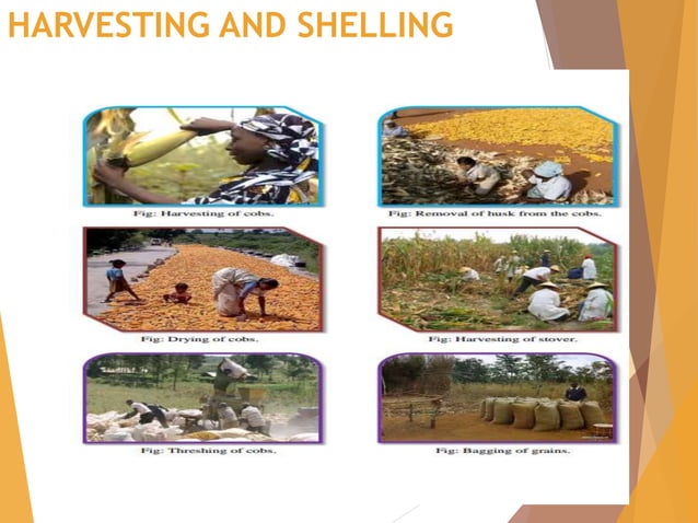 Maize | PPTX | Agriculture | Industries