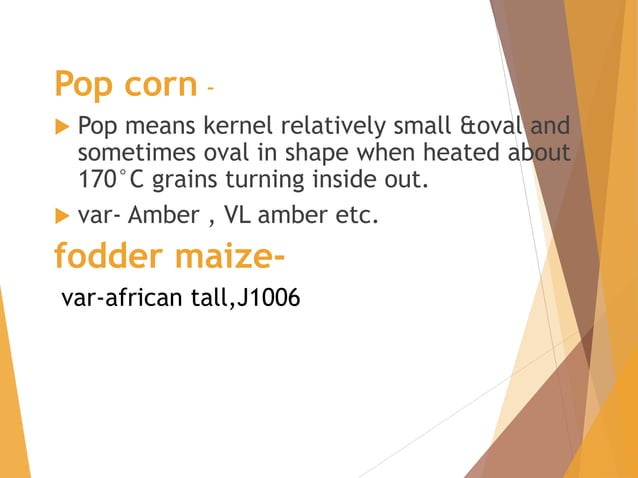Maize | PPTX | Agriculture | Industries