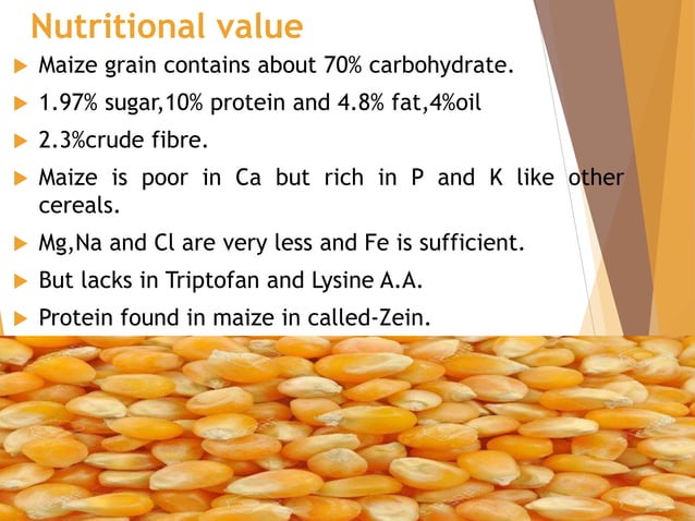 Maize | PPTX | Agriculture | Industries