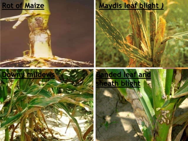 Maize | PPTX | Agriculture | Industries