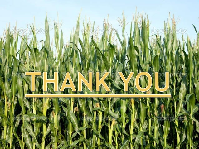 Maize | PPTX | Agriculture | Industries