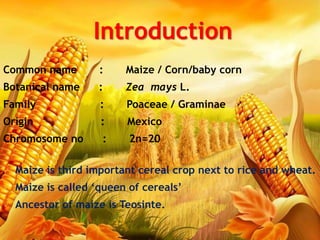 Slides Of Zea Mays