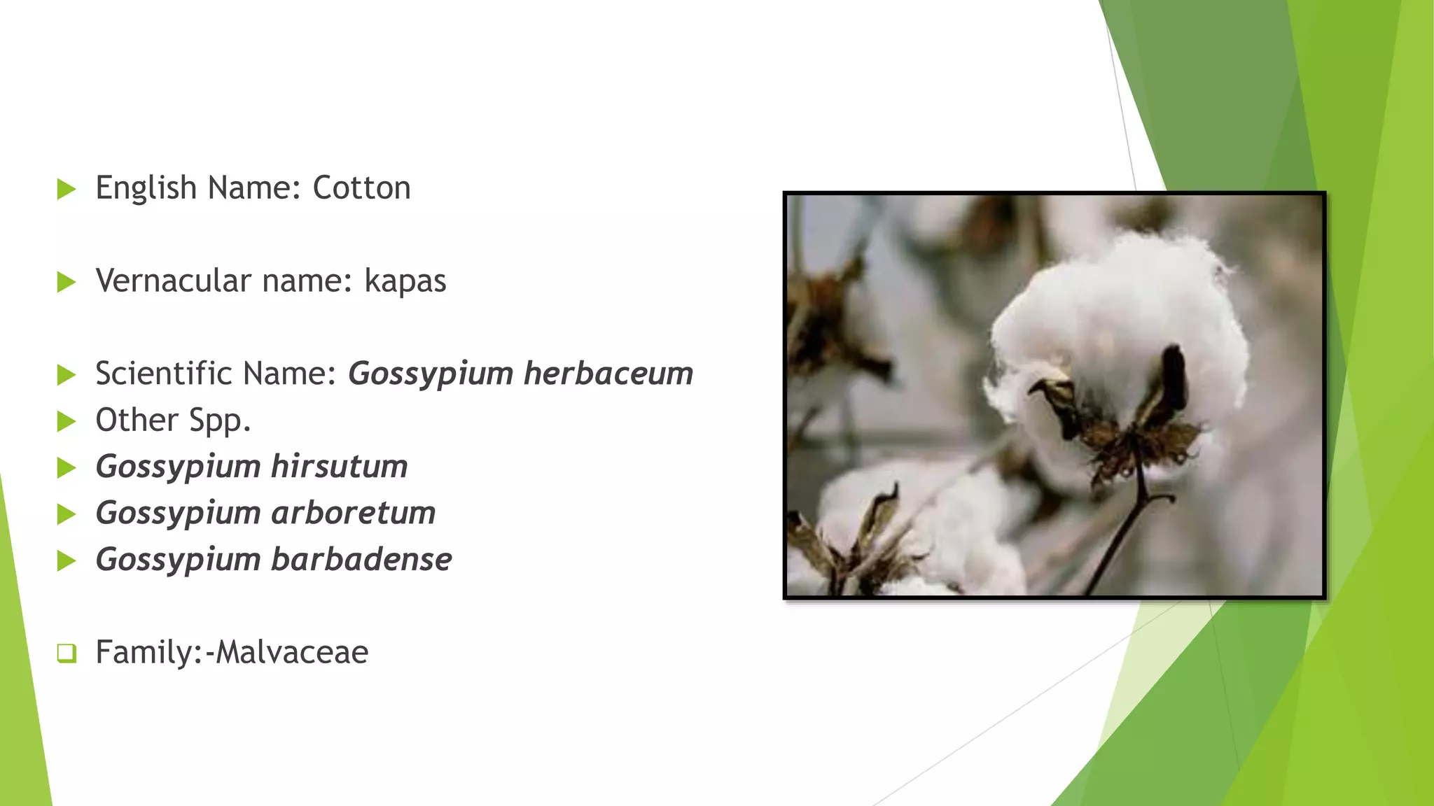 Cotton | PPTX