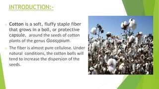 Cotton | PPTX