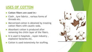 Cotton | PPTX