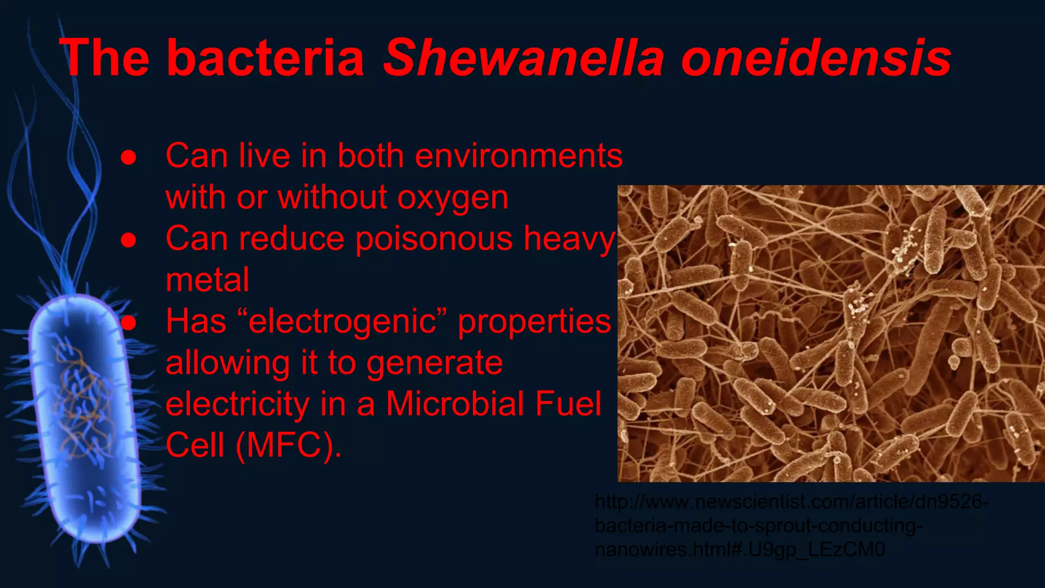 Genetic Engineering of Bacteria for a Microbial Fuel Cell | PPT