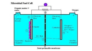 Microbial Fuel Cell | PPT