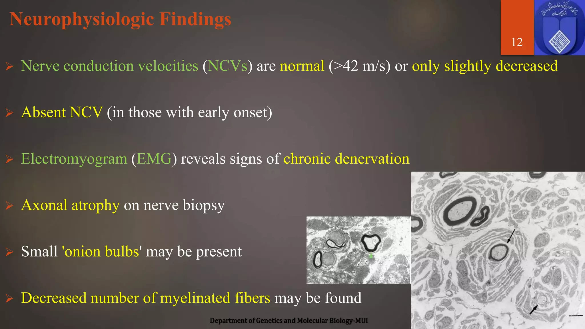 Mfn2 hereditary motor and sensory neuropathy | PPT