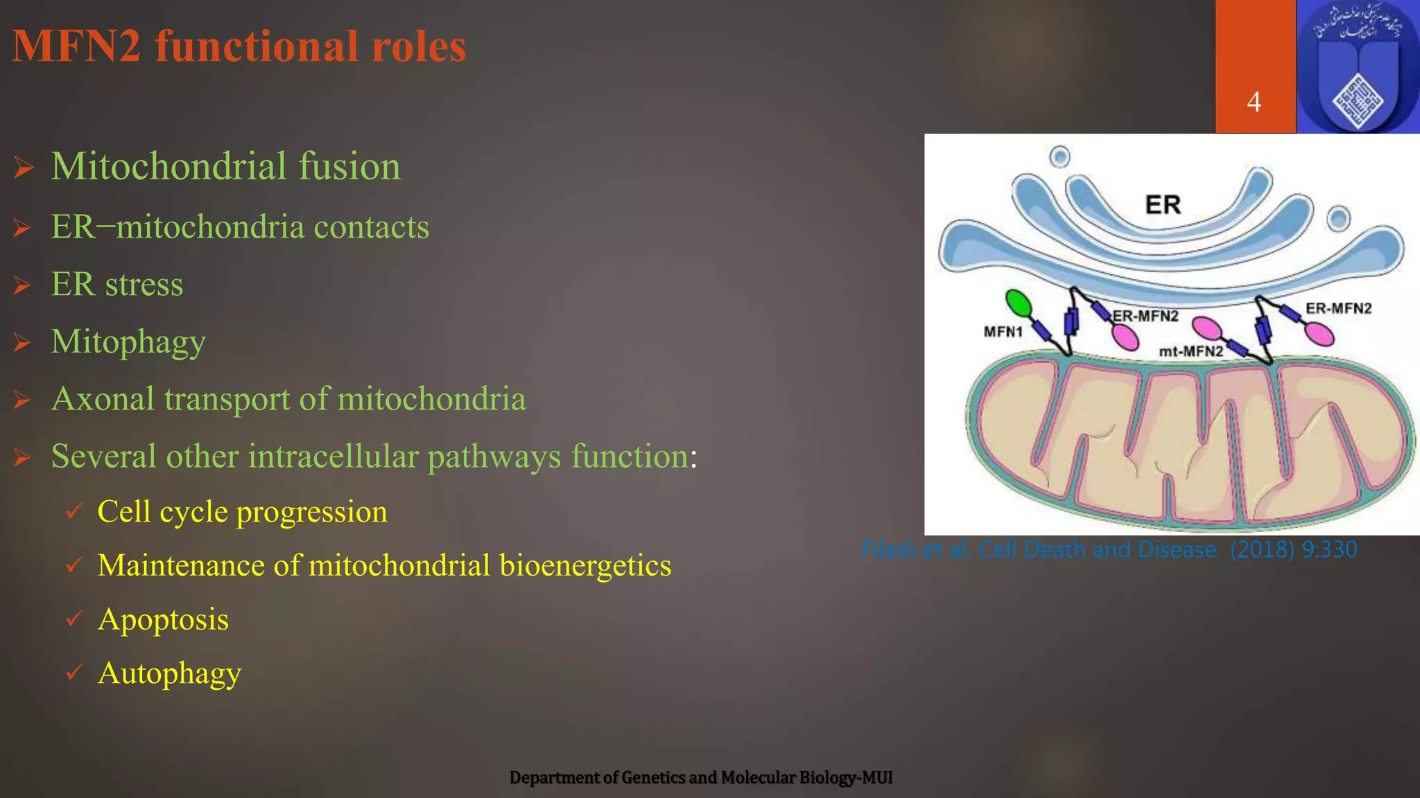 Mfn2 hereditary motor and sensory neuropathy | PPT