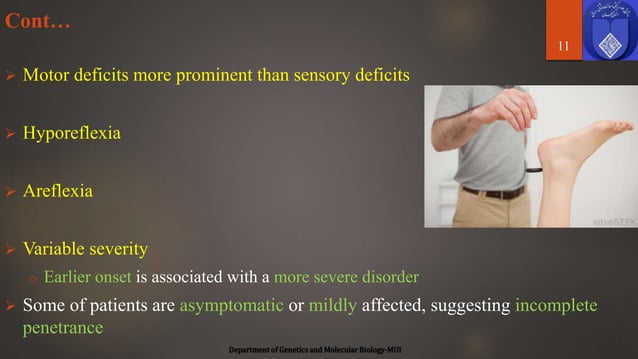 Mfn2 hereditary motor and sensory neuropathy | PPT
