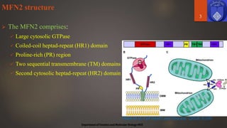 Mfn2 hereditary motor and sensory neuropathy | PPT