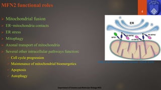 Mfn2 hereditary motor and sensory neuropathy | PPT