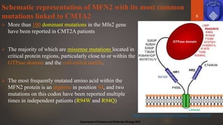 Mfn2 hereditary motor and sensory neuropathy | PPT
