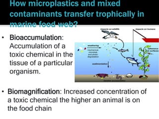 Trophic Transfer of Microplastics and Mixed Contaminants in the Marine ...