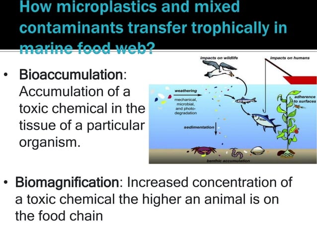 Trophic Transfer of Microplastics and Mixed Contaminants in the Marine ...