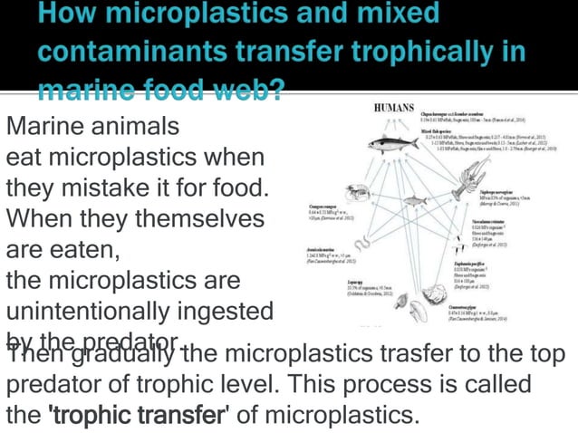 Trophic Transfer of Microplastics and Mixed Contaminants in the Marine ...