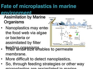 Trophic Transfer of Microplastics and Mixed Contaminants in the Marine ...