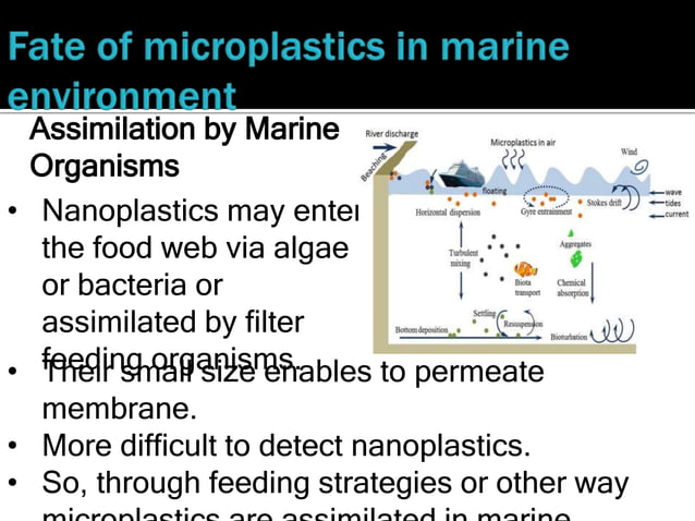 Trophic Transfer of Microplastics and Mixed Contaminants in the Marine Food Web and Implications ...