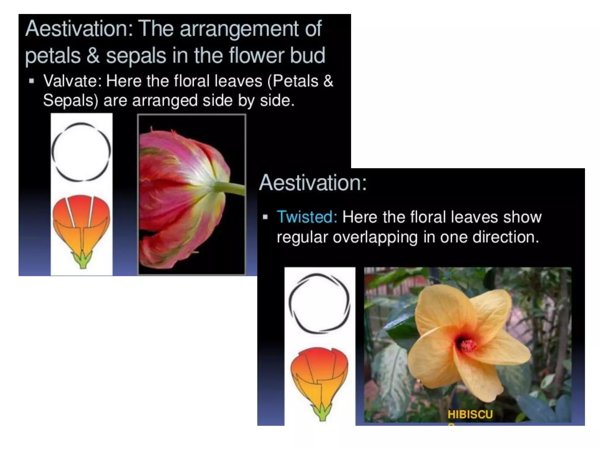 morphology of flowering plants- Flower | PPTX