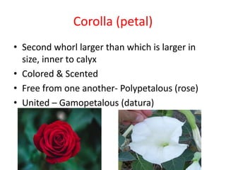 morphology of flowering plants- Flower | PPTX
