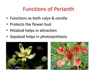 morphology of flowering plants- Flower | PPT