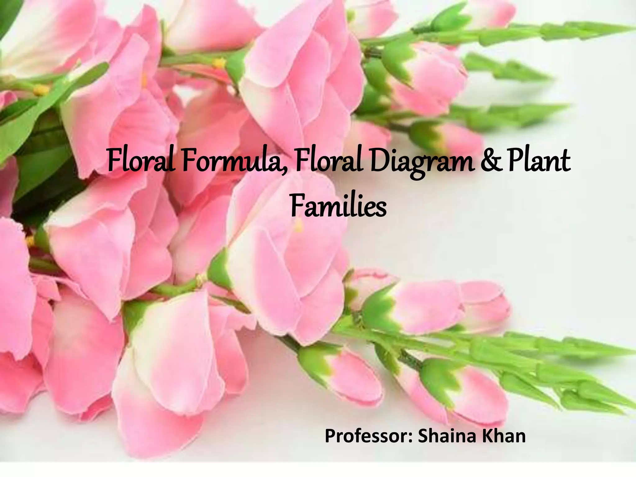 Floral Formula Class 11 Biology | PPTX